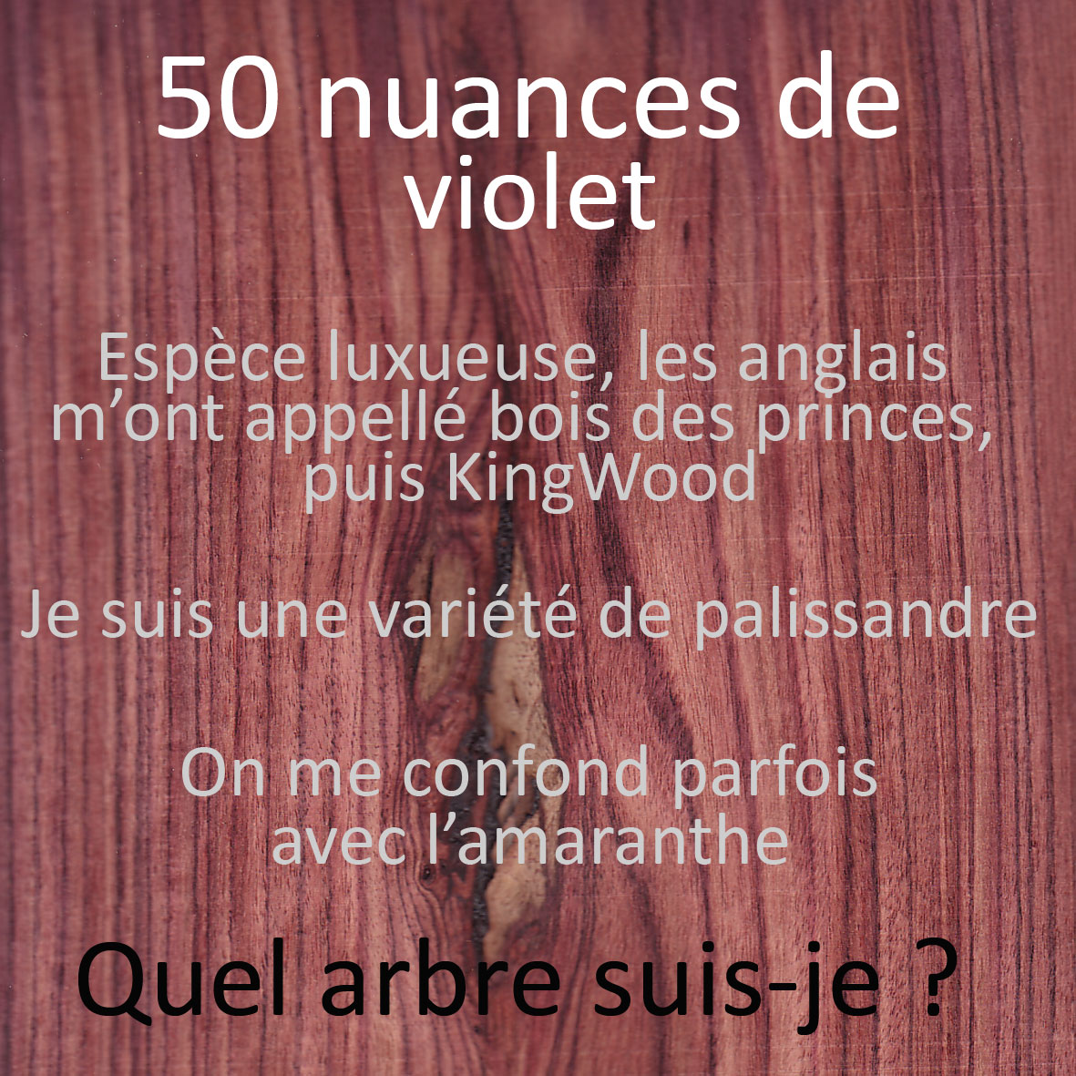Quiz essences de bois : 50 nuances de violet - Ecoute le Bois